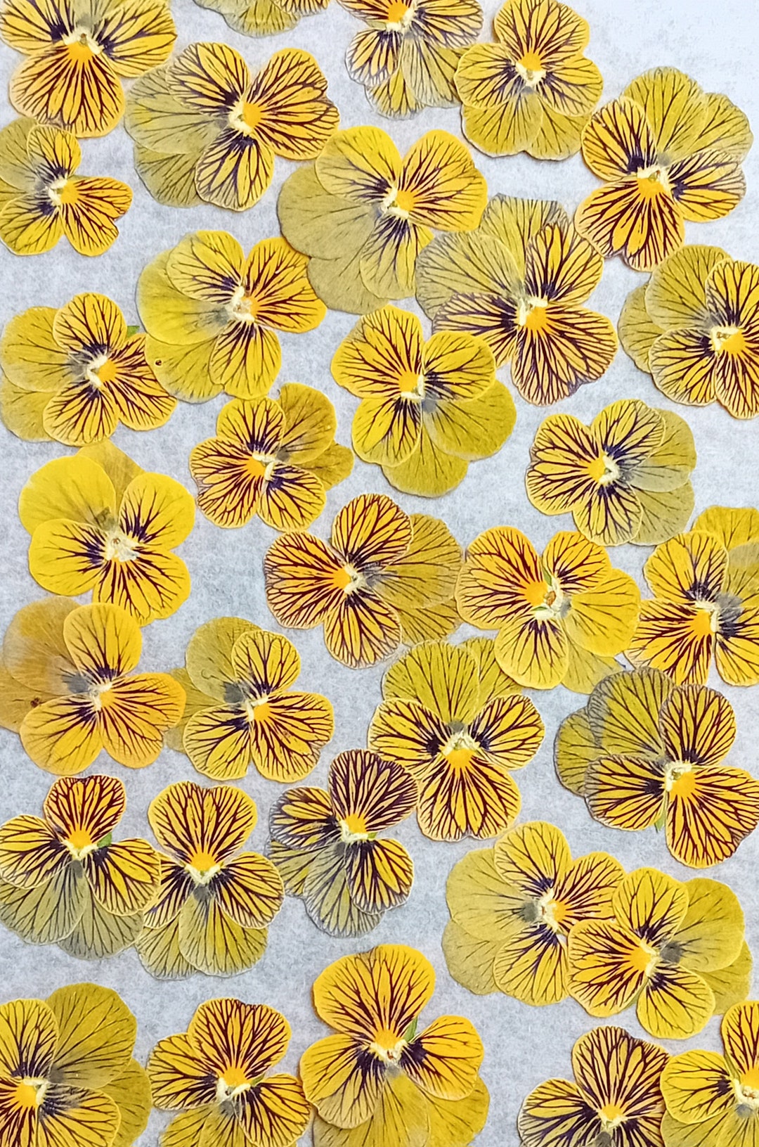 Dried and Pressed Pansies for Craft Usage. Real Dried Viola Flowers ...
