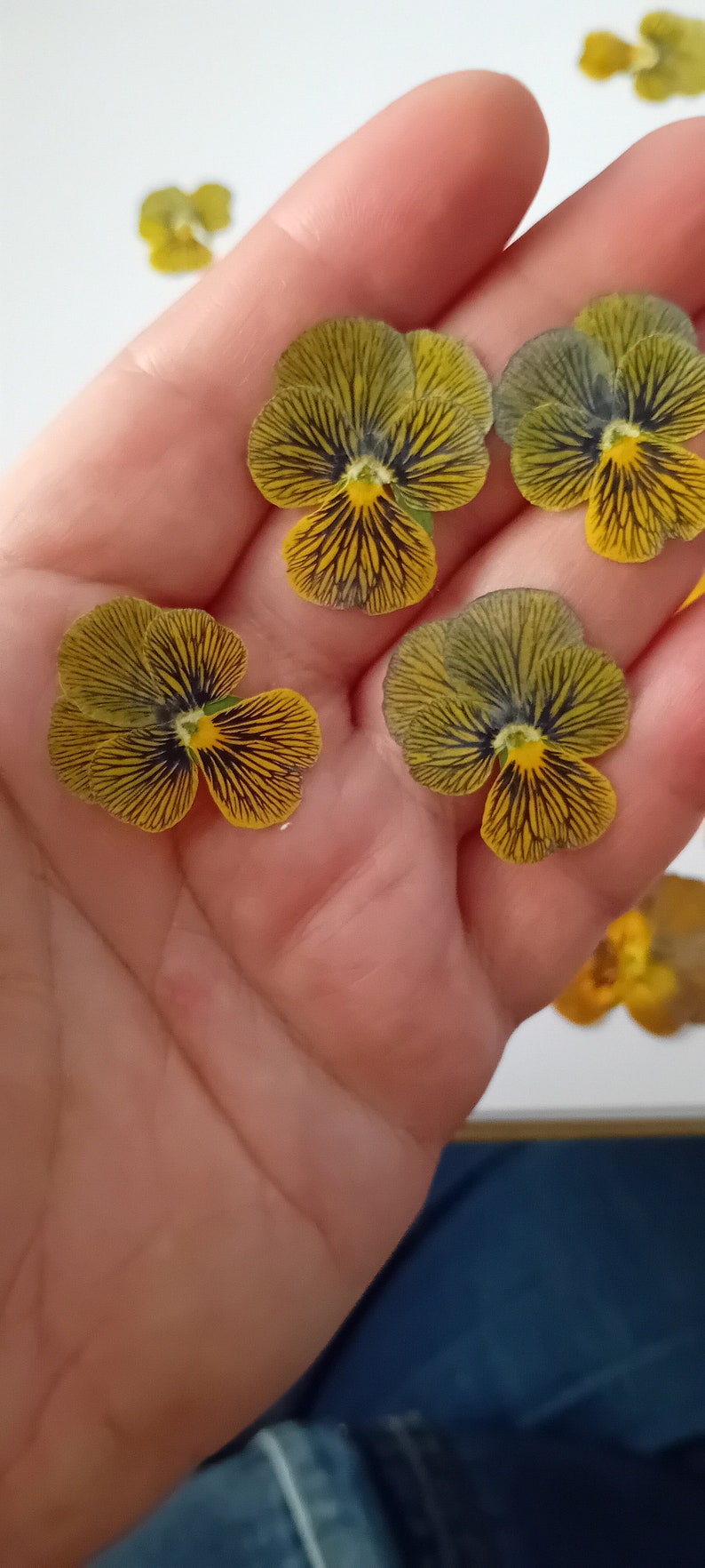 Dried and Pressed Pansies for Craft Usage. Real Dried Viola Flowers ...
