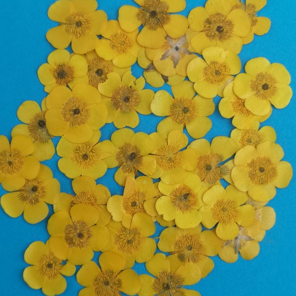 Buttercup - Etsy