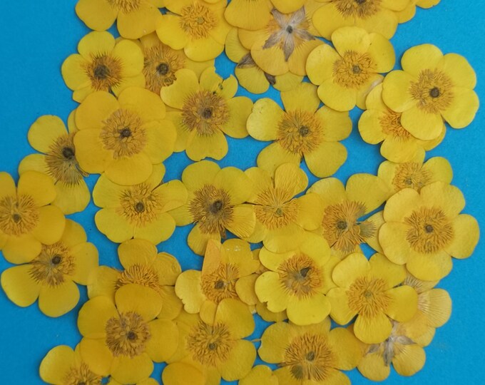 Dried and Pressed Buttercup for Craft Usage. Real, Dried Buttercups ...