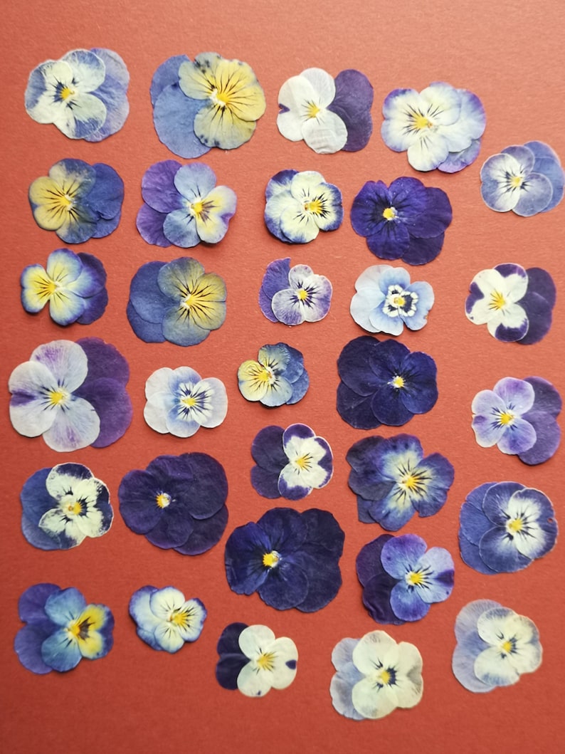 Dried and Pressed Pansies for Craft Usage. Real Dried Viola Flowers ...