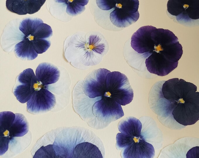 Dried and Pressed Pansies for Craft Usage. Real Dried Viola Flowers ...