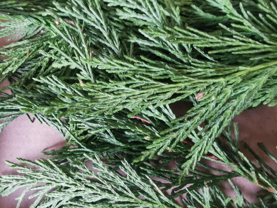 Dried and Pressed Leyland Cypress Leaves. Fresh Leyland Cypress Leaves ...