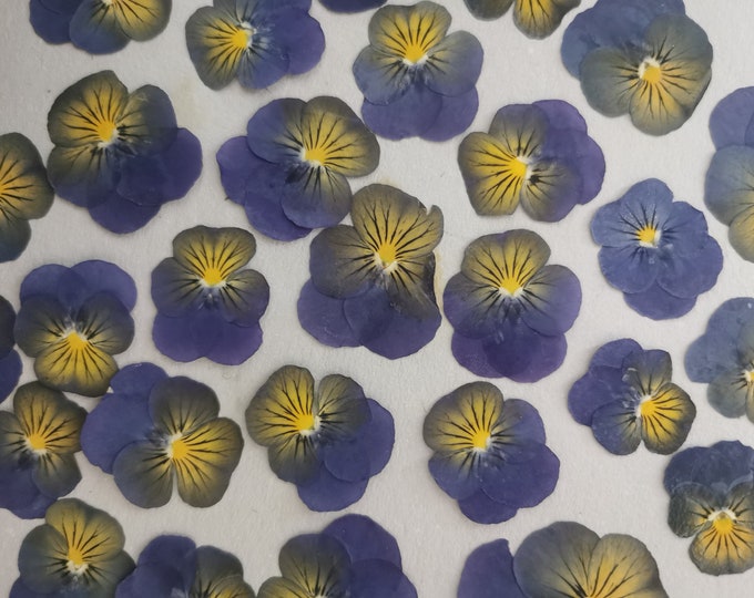 Dried and Pressed Pansies for Craft Usage. Real Dried Viola Flowers ...