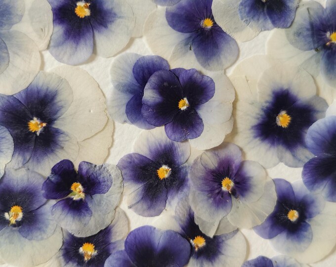 Dried and Pressed Pansies for Craft Usage. Real Dried Viola Flowers ...