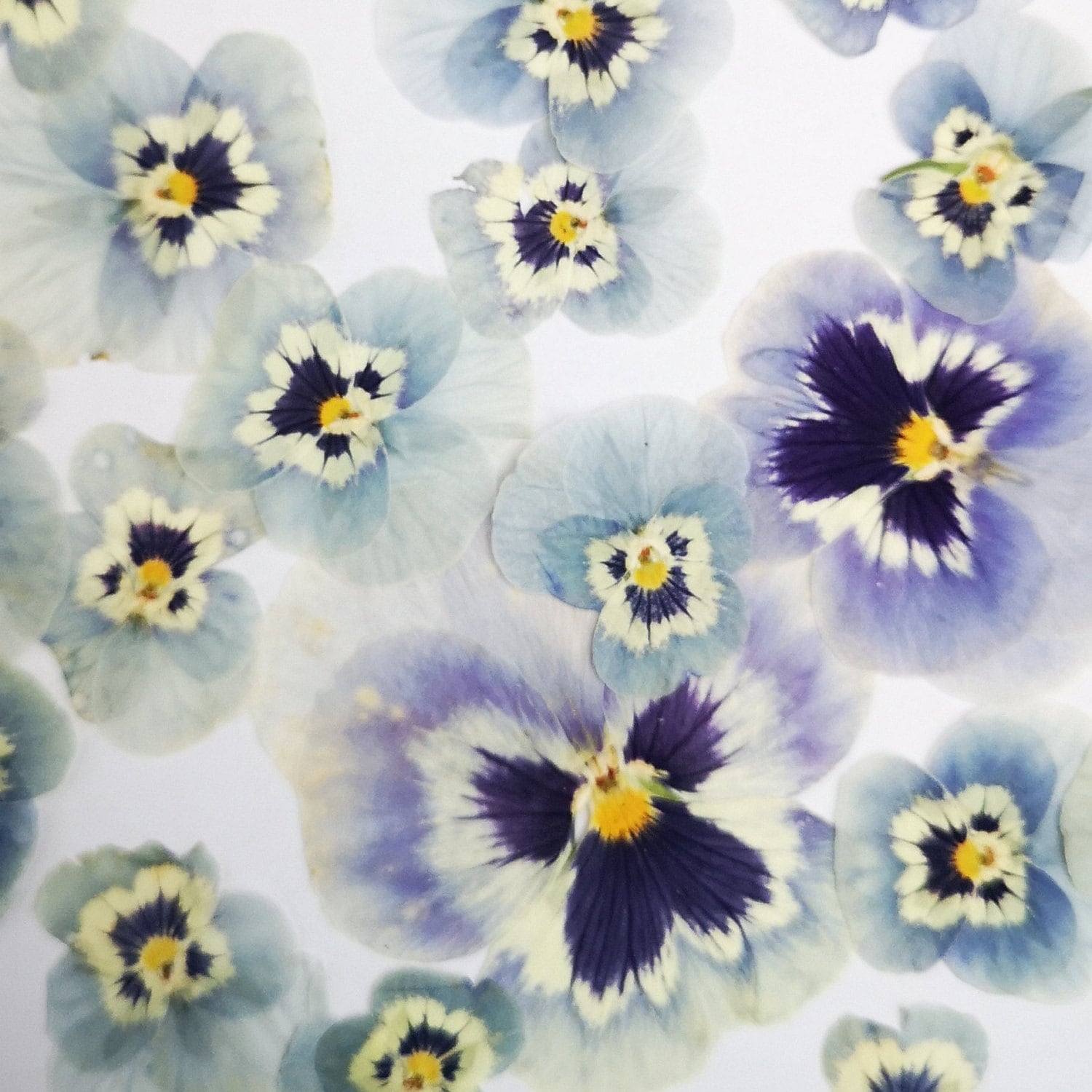 Dried and Pressed Pansies for Craft Usage. Real Dried Viola Flowers ...