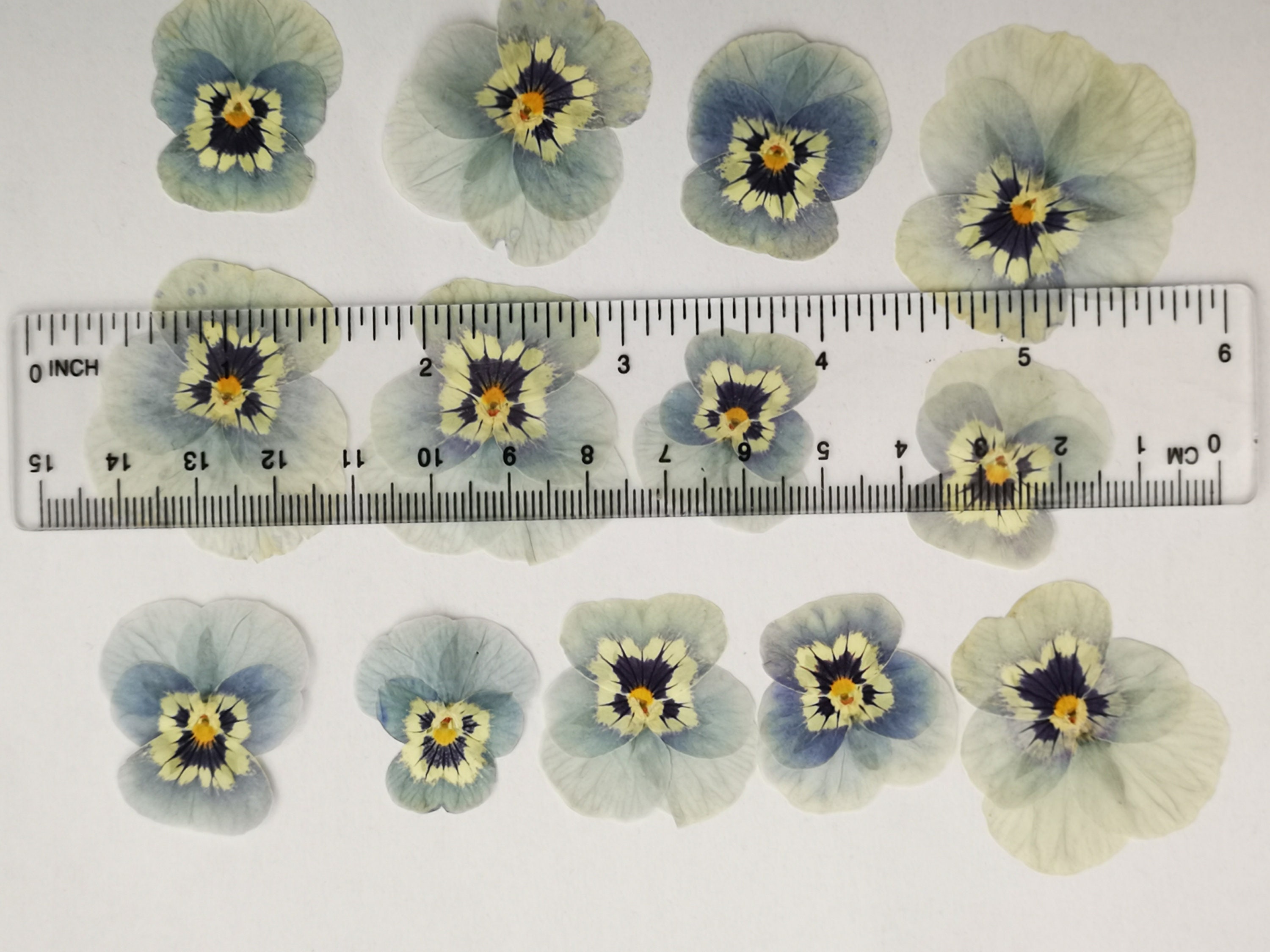 Dried and Pressed Pansies for Craft Usage. Real Dried Viola Flowers ...