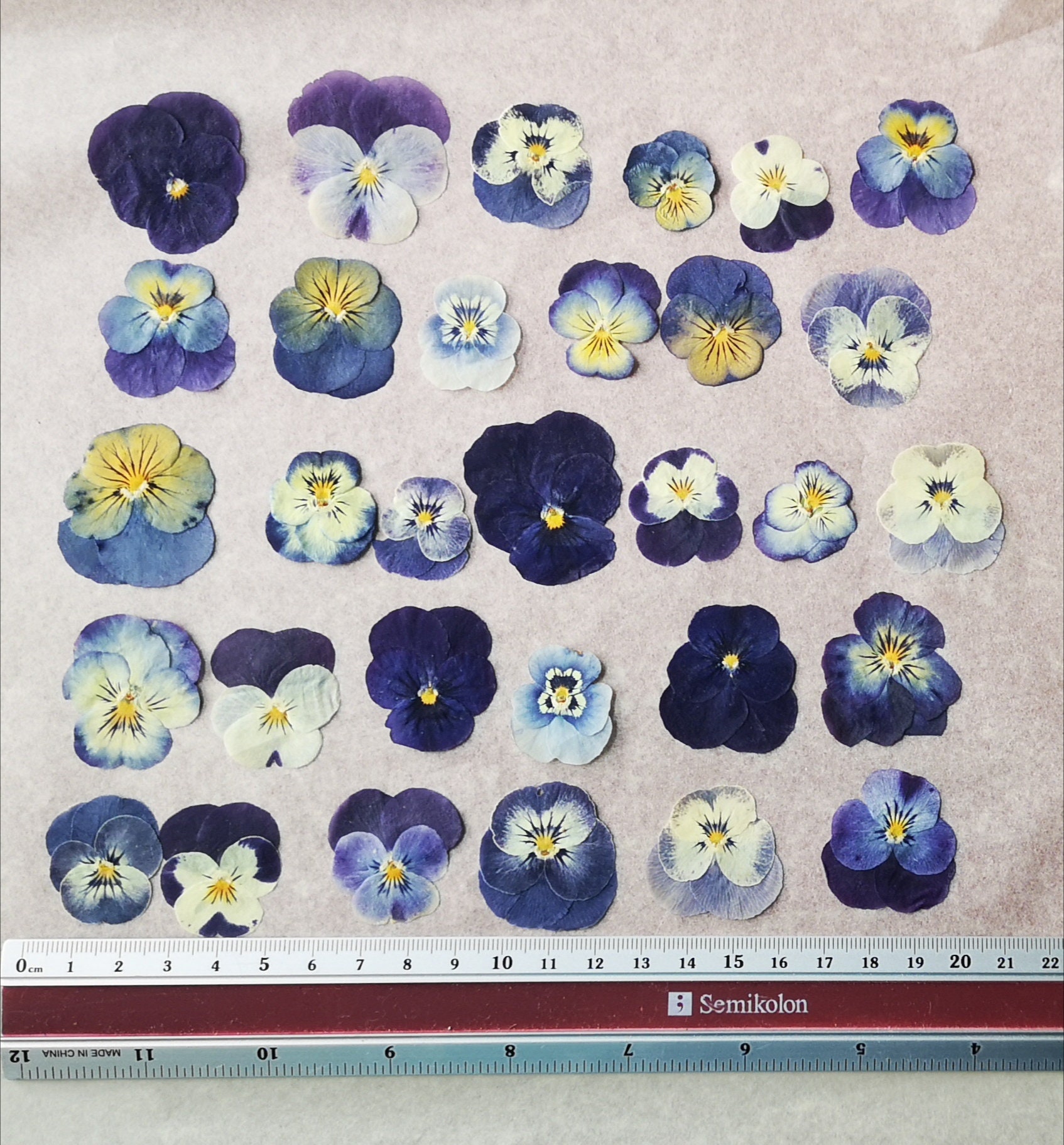 Dried and Pressed Pansies for Craft Usage. Real Dried Viola Flowers ...
