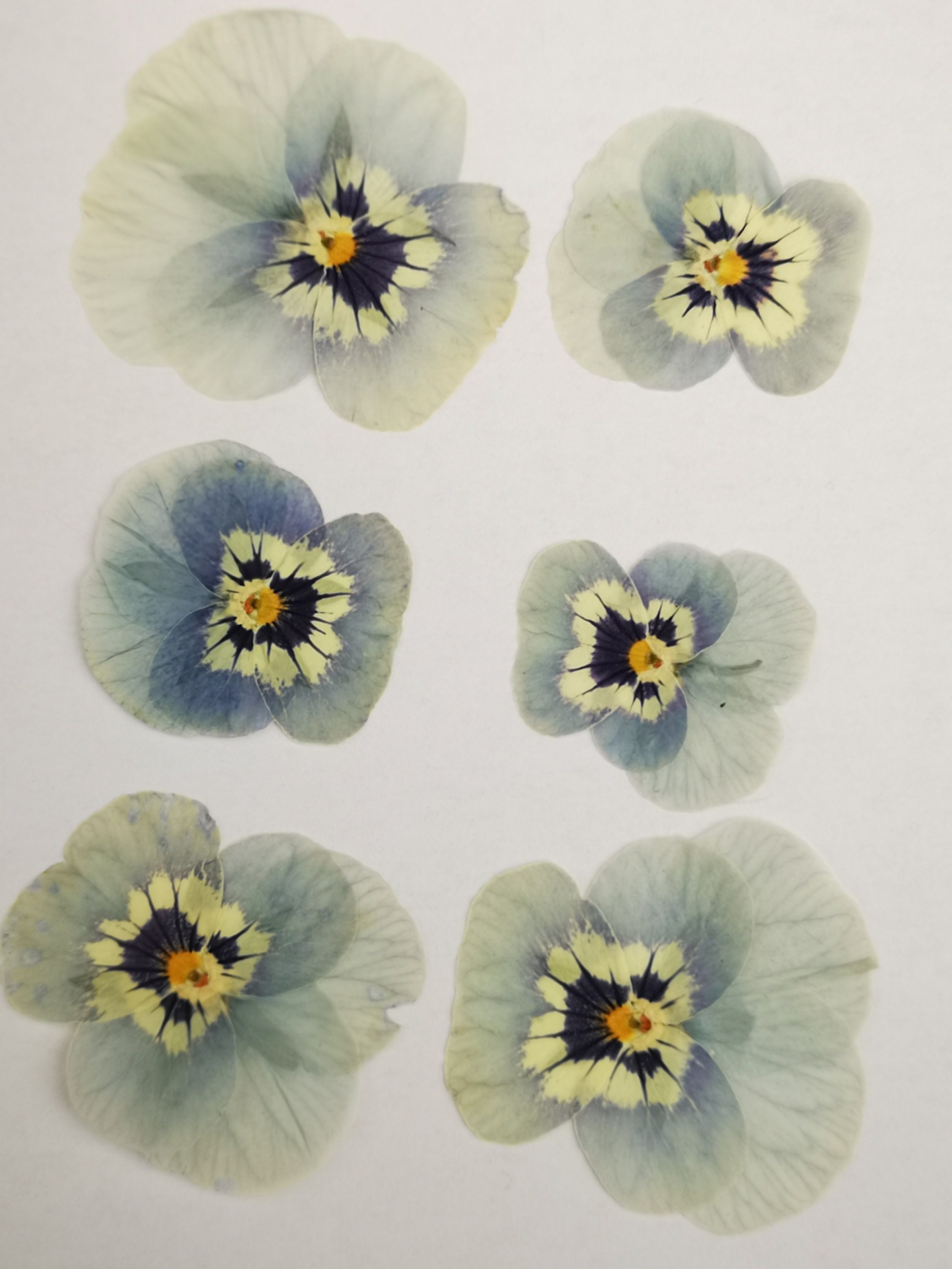Dried and Pressed Pansies for Craft Usage. Real Dried Viola Flowers ...