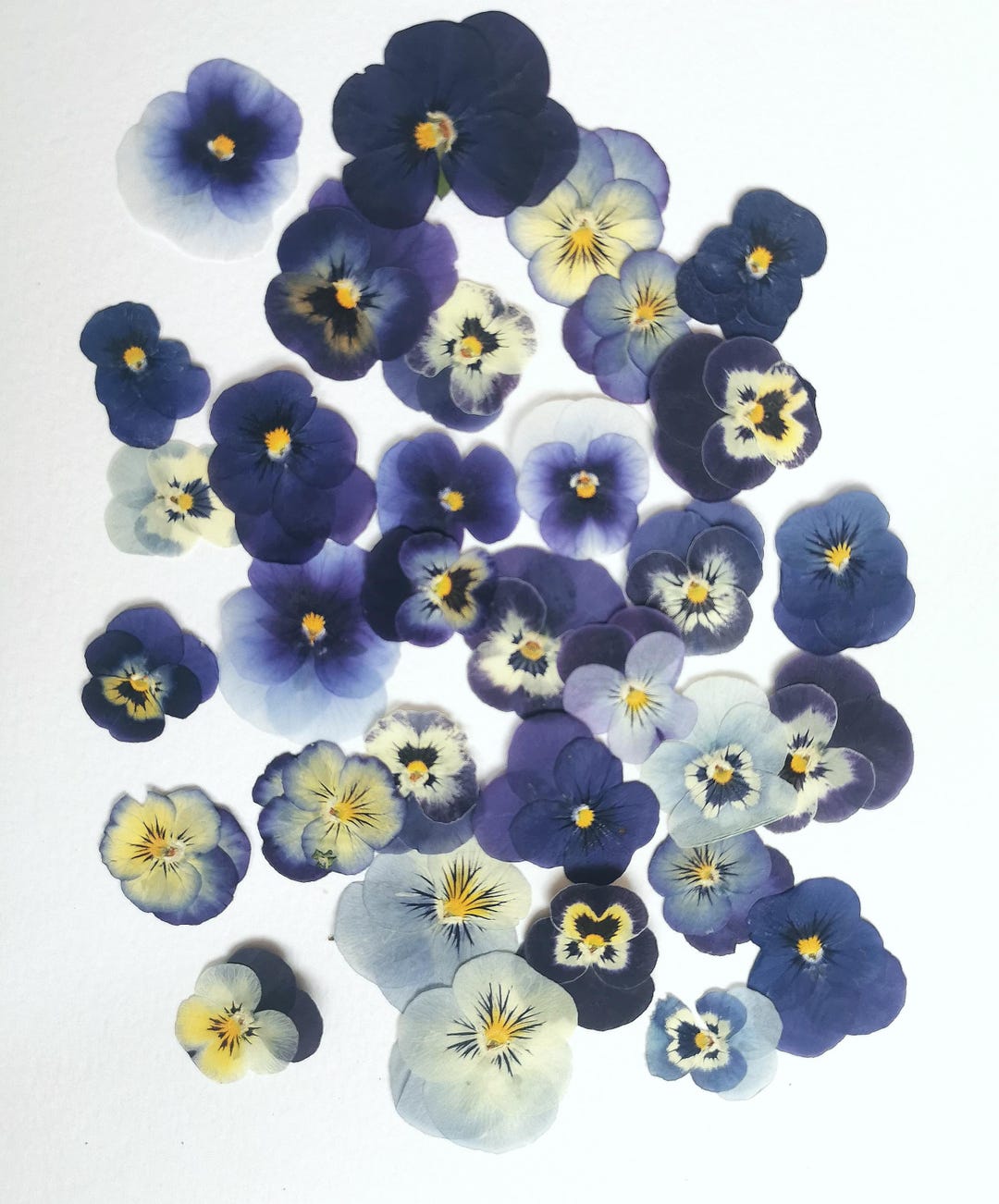 Dried and Pressed Pansies for Craft Usage. Real Dried Viola Flowers ...