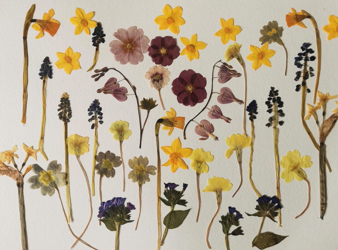 Pressed Spring Flowers. Real Dried and Pressed Flowers for Craft and ...