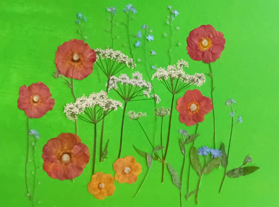 Set of Dried and Pressed Spring Flowers for Craft Usage. Real Dried ...