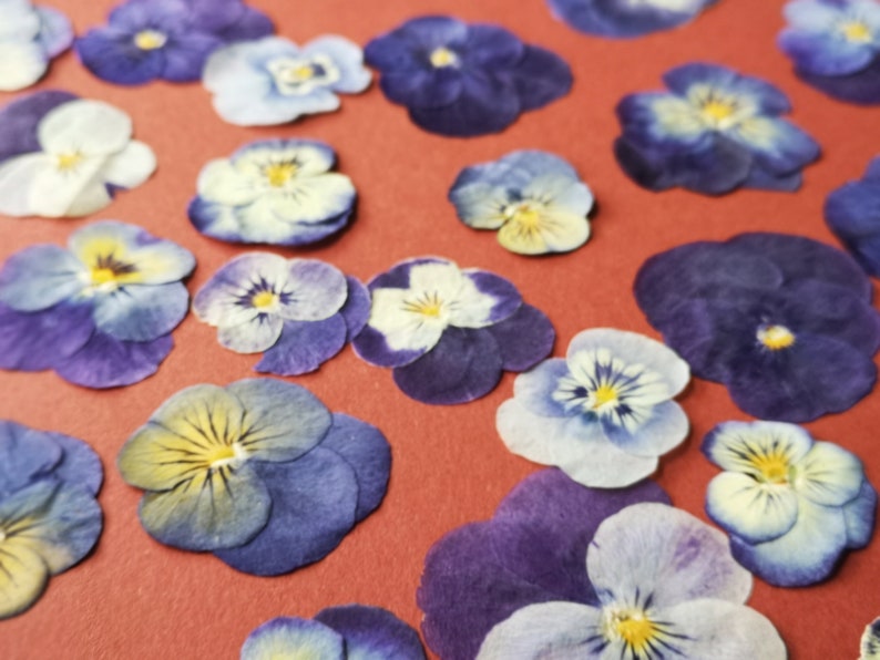 Dried and Pressed Pansies for Craft Usage. Real Dried Viola Flowers ...