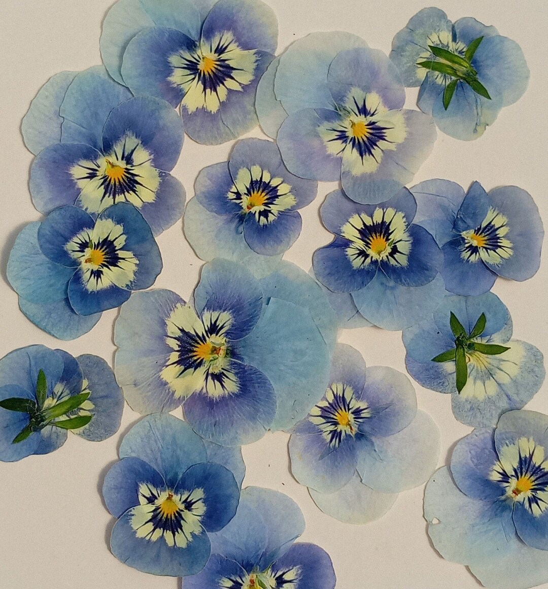 Dried and Pressed Pansies for Craft Usage. Real Dried Viola Flowers ...