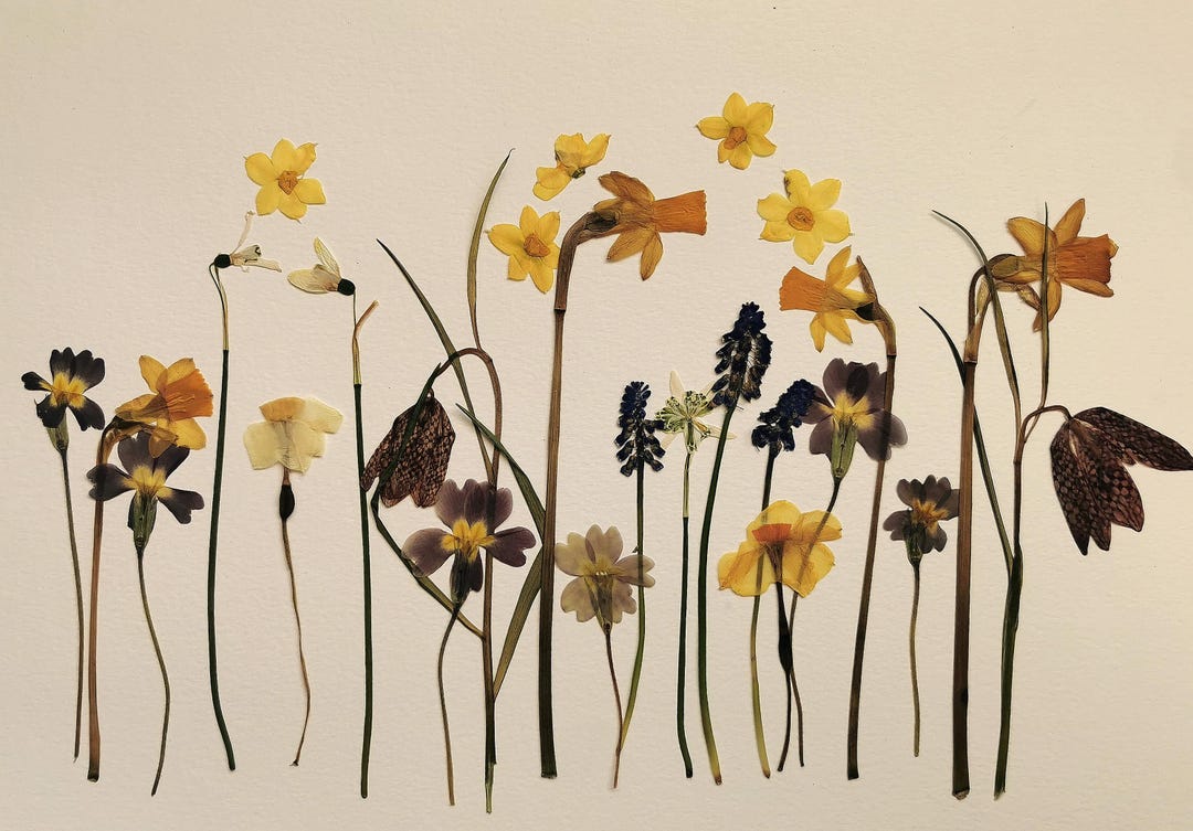 Pressed Spring Flowers. Real Dried and Pressed Flowers for Craft and ...