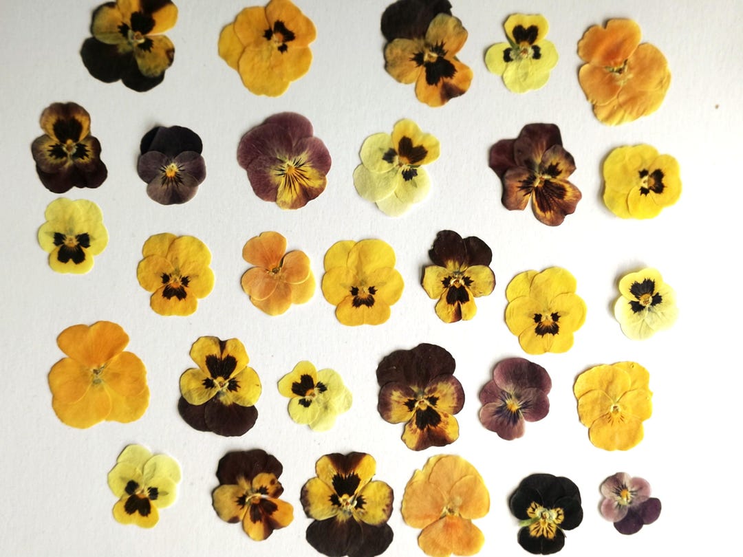 Dried and Pressed Pansies for Craft Usage. Real Dried Viola Flowers ...