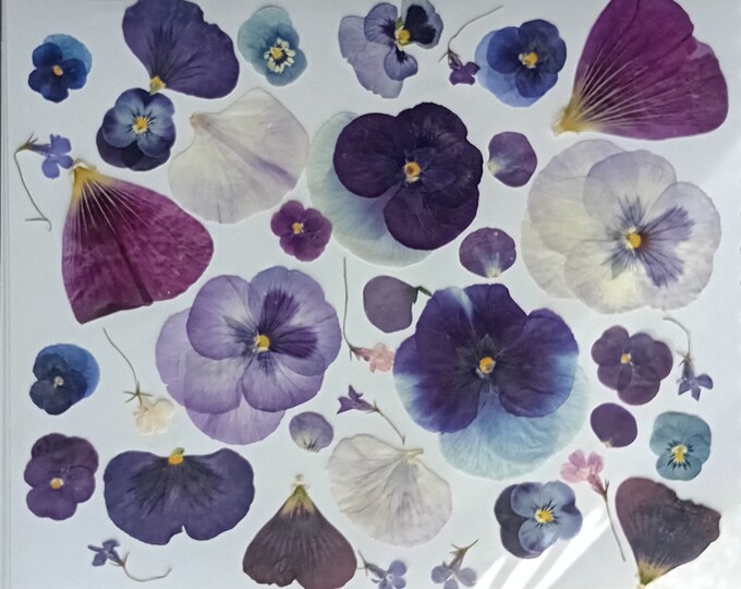 Dried and Pressed Pansies for Craft Usage. Real Dried Viola Flowers and ...