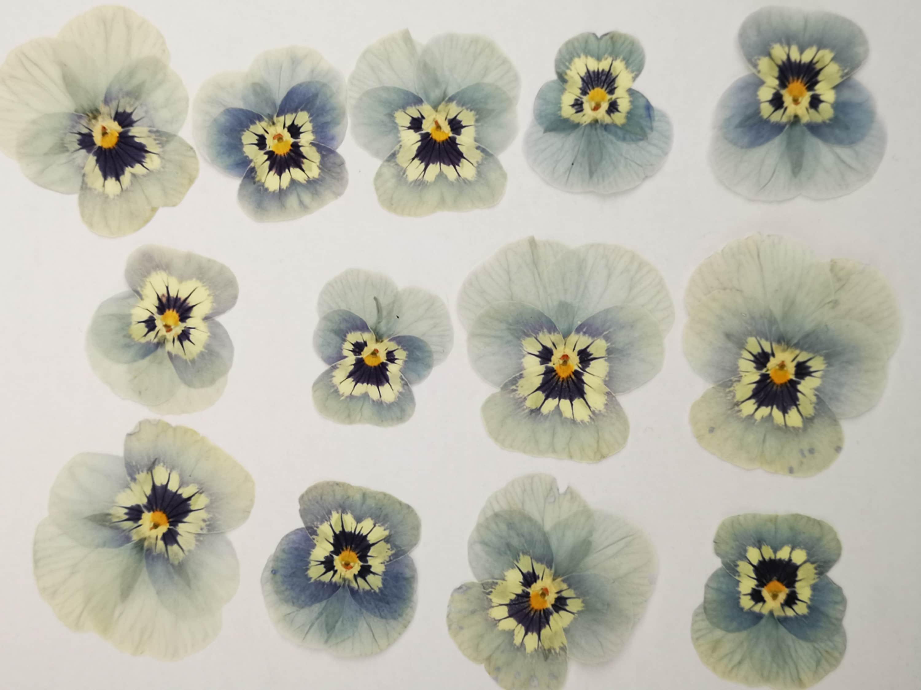 Dried and Pressed Pansies for Craft Usage. Real Dried Viola Flowers ...