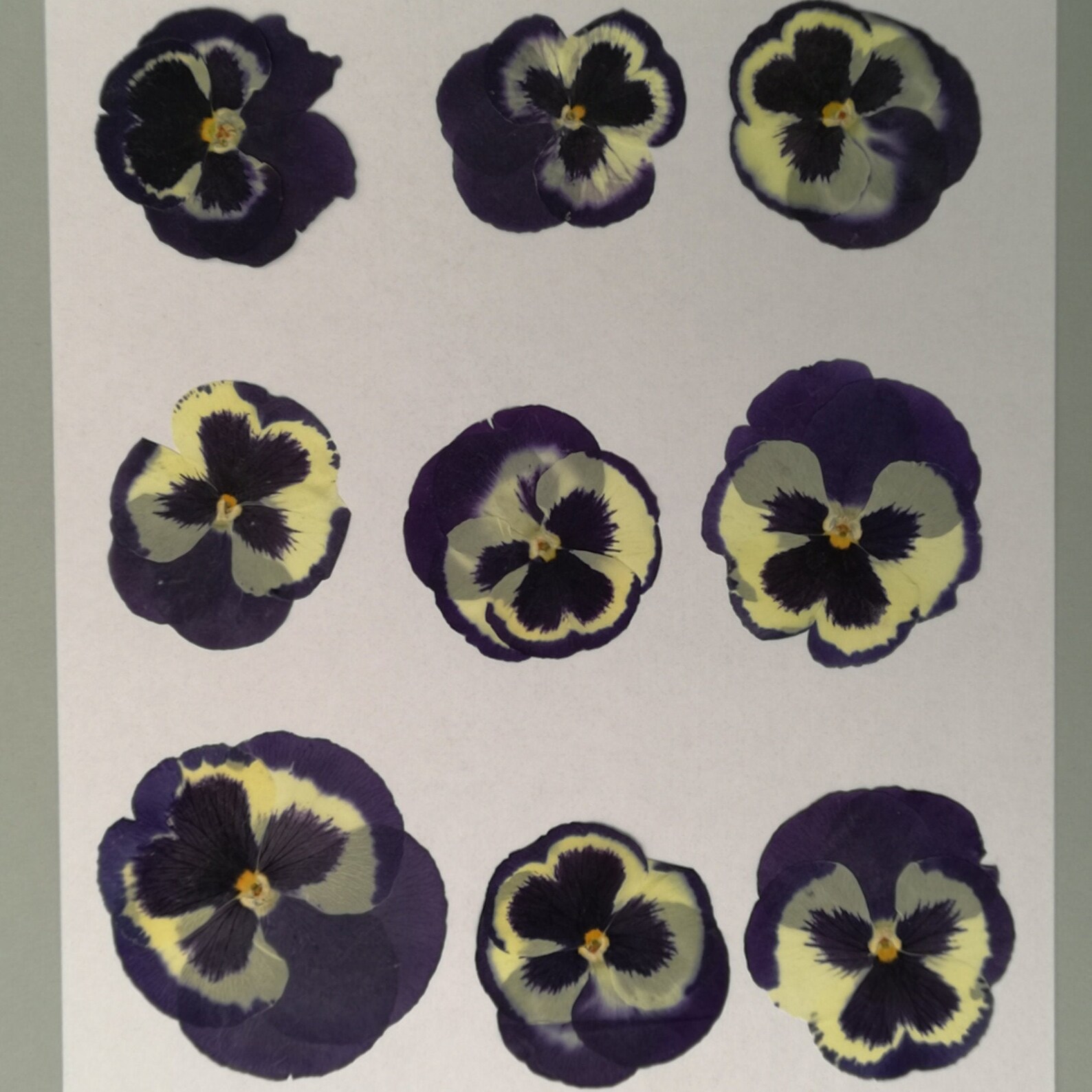 Dried and pressed pansies for craft usage. Real dried viola | Etsy