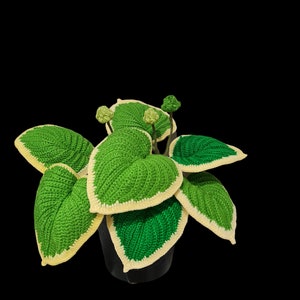 Easy Crochet Your Own Realistic Hosta Plant! Easy PDF Pattern With ...