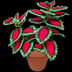 Easy Crochet Coleus Plant Pattern | DIY Leaf Decor (PDF Pattern) - Etsy