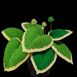 Easy Crochet Your Own Realistic Hosta Plant! Easy PDF Pattern With ...