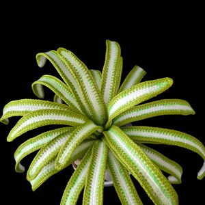 Easy Crochet Spider Plant Pattern PDF | DIY Crochet Plant Decor ...