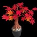 Easy Crochet Maple Tree Bonsai Pattern PDF | DIY Crochet Bonsai Decor ...