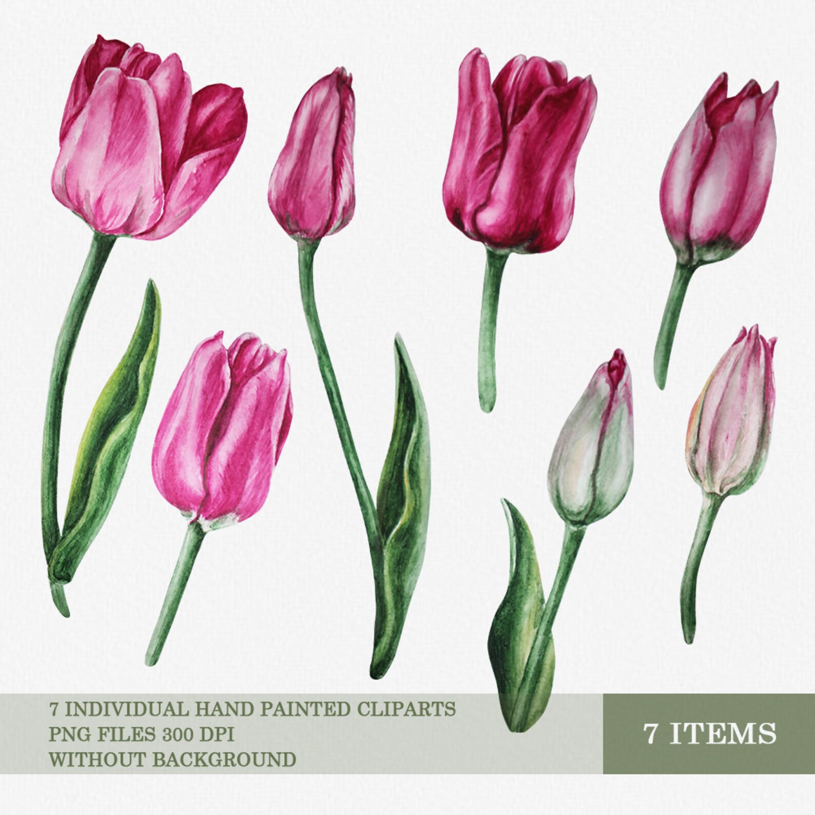 Watercolor Pink Tulips Clipart. Tulips Hand Painted Clipart Tulip ...