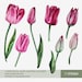 Watercolor Pink Tulips Clipart. Tulips Hand Painted Clipart Tulip ...