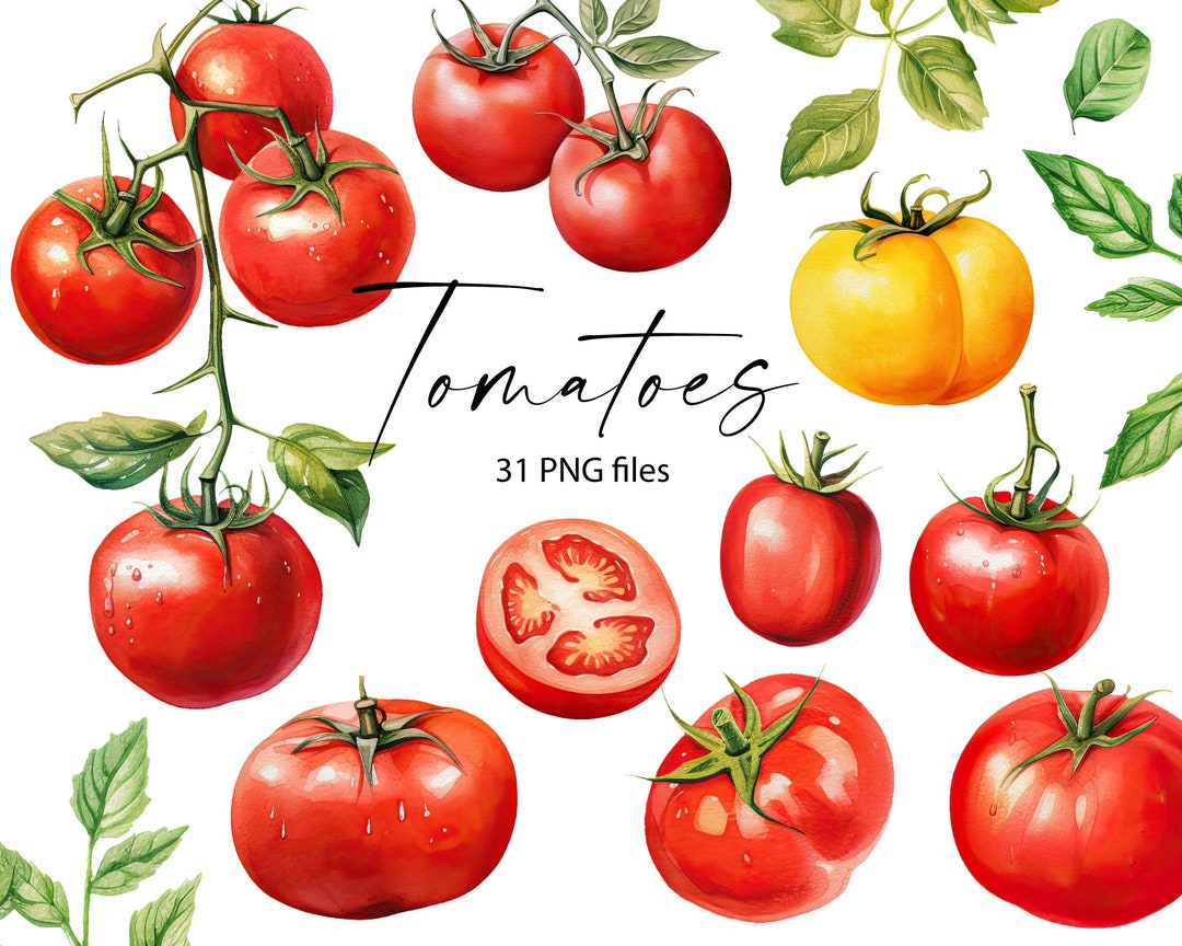 Tomato Watercolor Clipart, Tomatoes Png Files, Vegetable Clipart ...