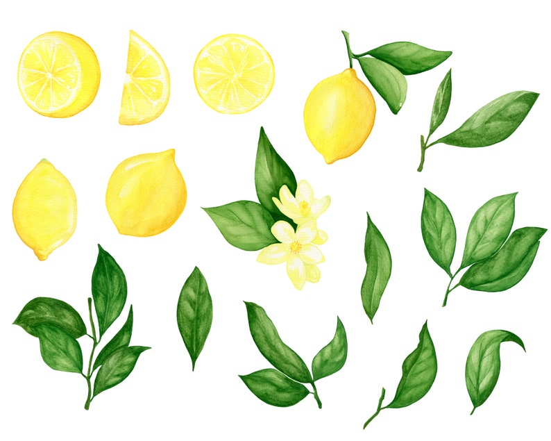 Watercolor Lemon Clip Art. Watercolor Fruit Citrus Painting - Etsy
