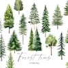 Forest Trees Illustration, Greenery Christmas Png Bundle Clipart ...