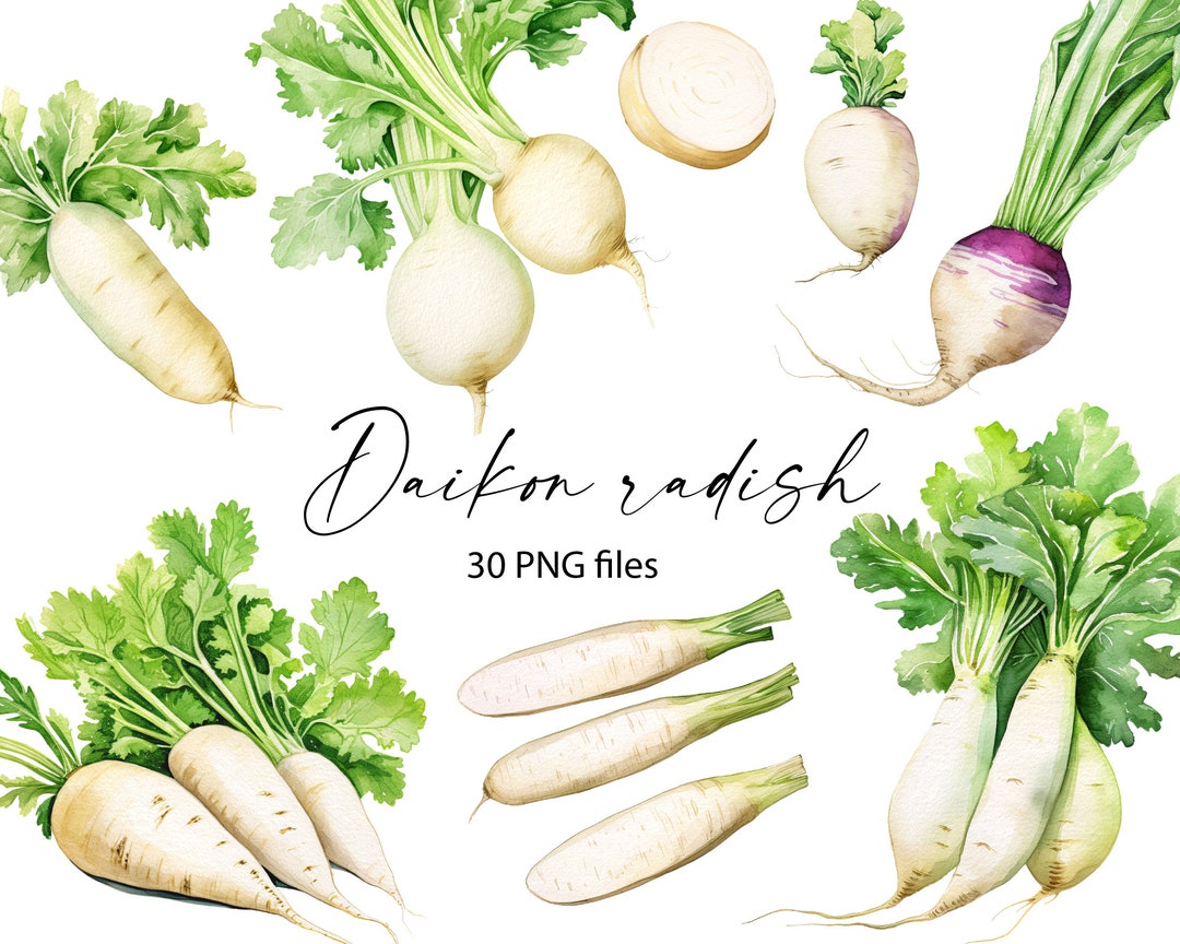 Daikon Radish Watercolor Clipart, Daikon Radish Png Files, Vegetable ...