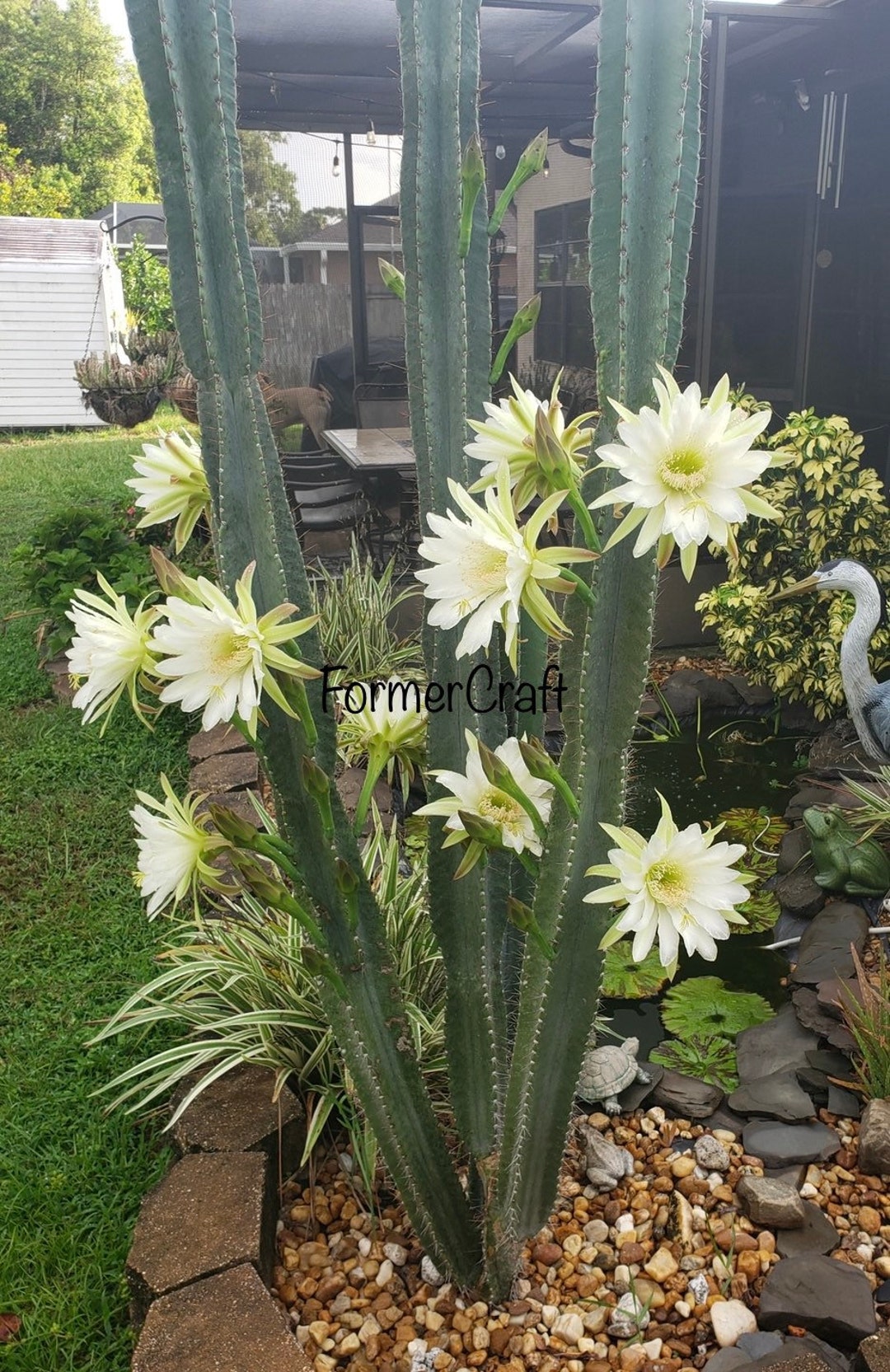 Peruvian Apple Cactus With Night Blooming Flower - Etsy