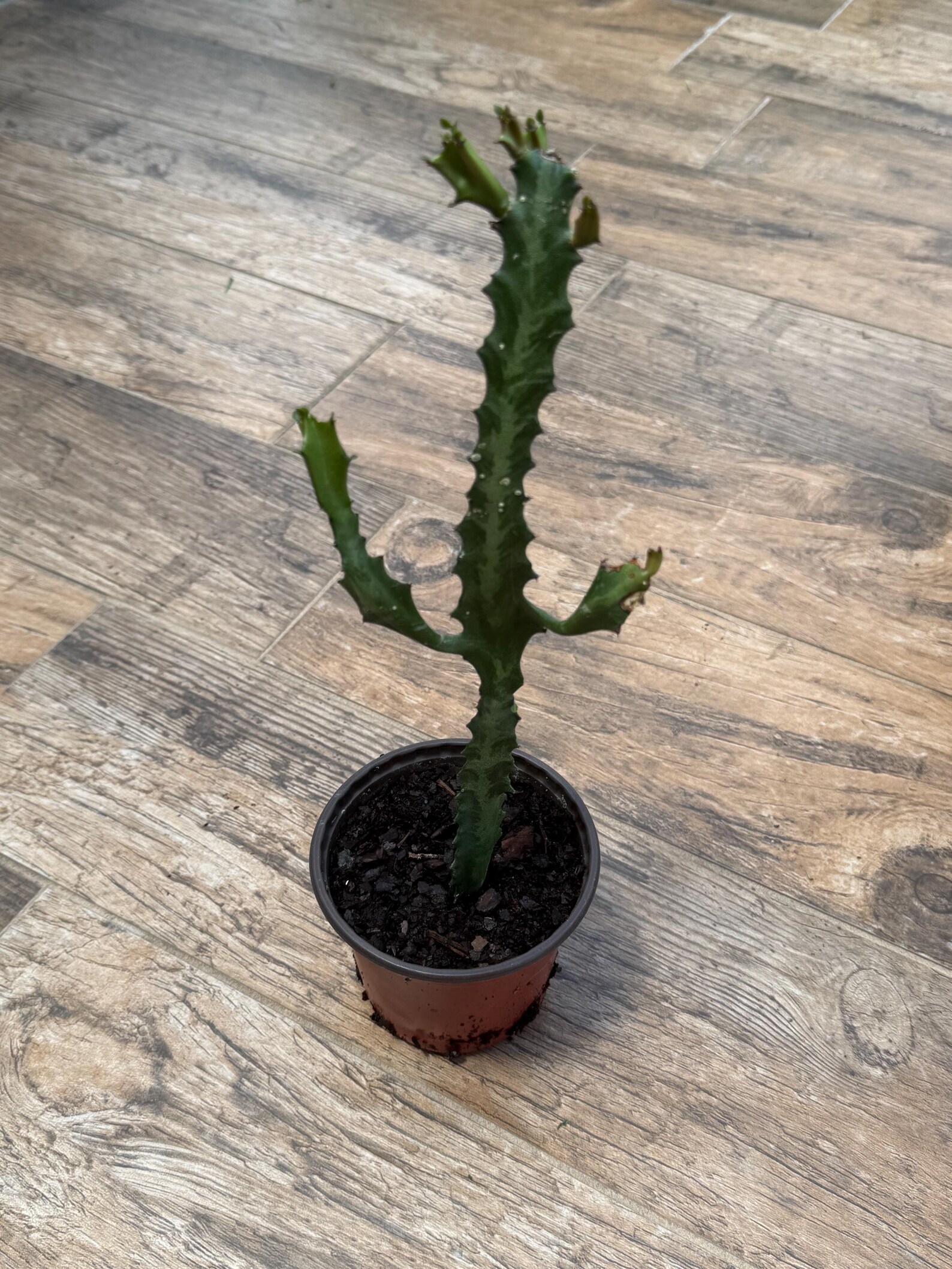 Euphorbia Lactea Cactus, Milk Tree, Dragon Bone Cactus, Cutting or ...