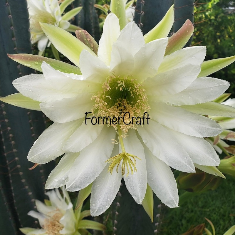 Peruvian Cactus Night - Etsy