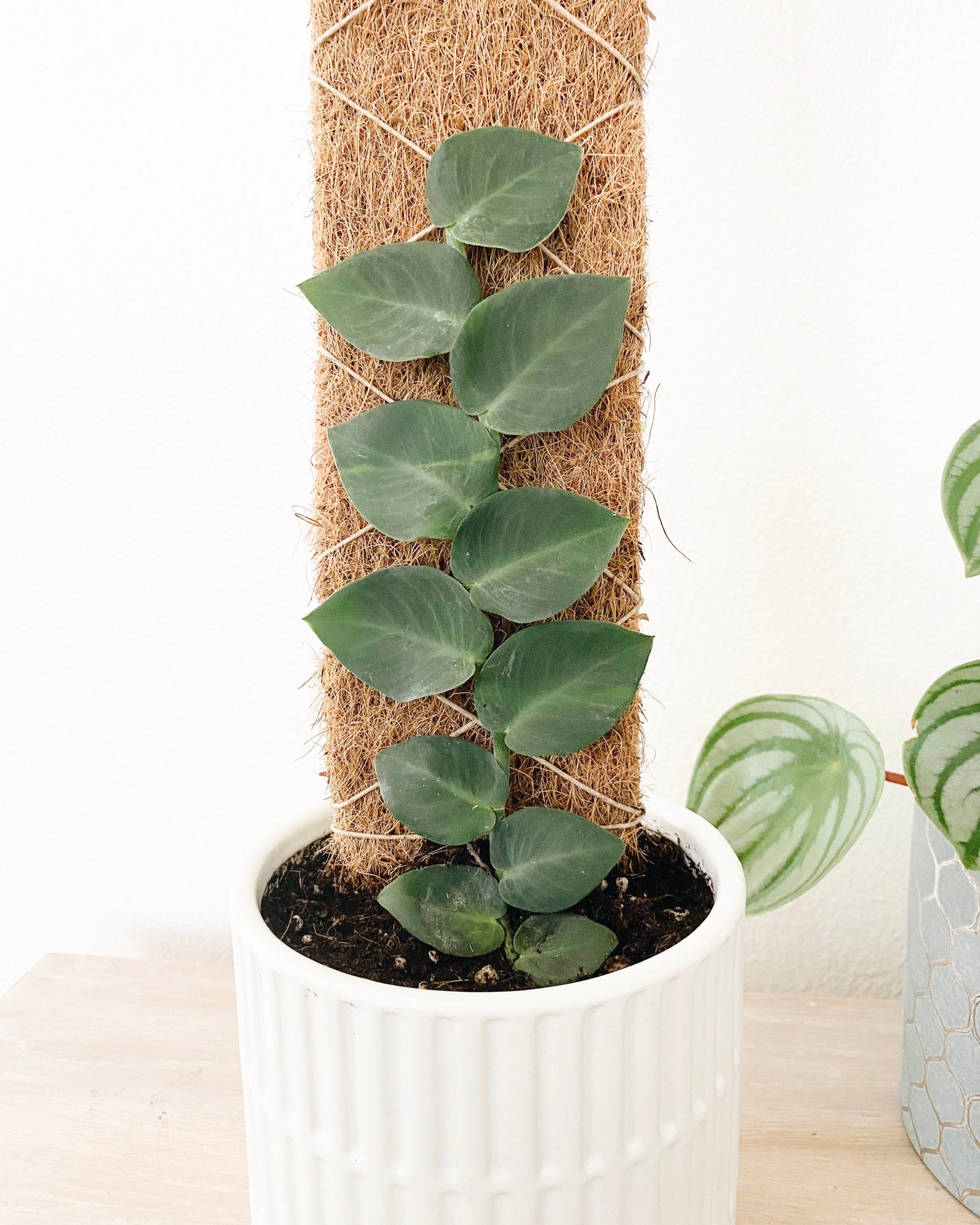 24 Coco Coir Moss Board Plank for Shingling Plants Monstera - Etsy