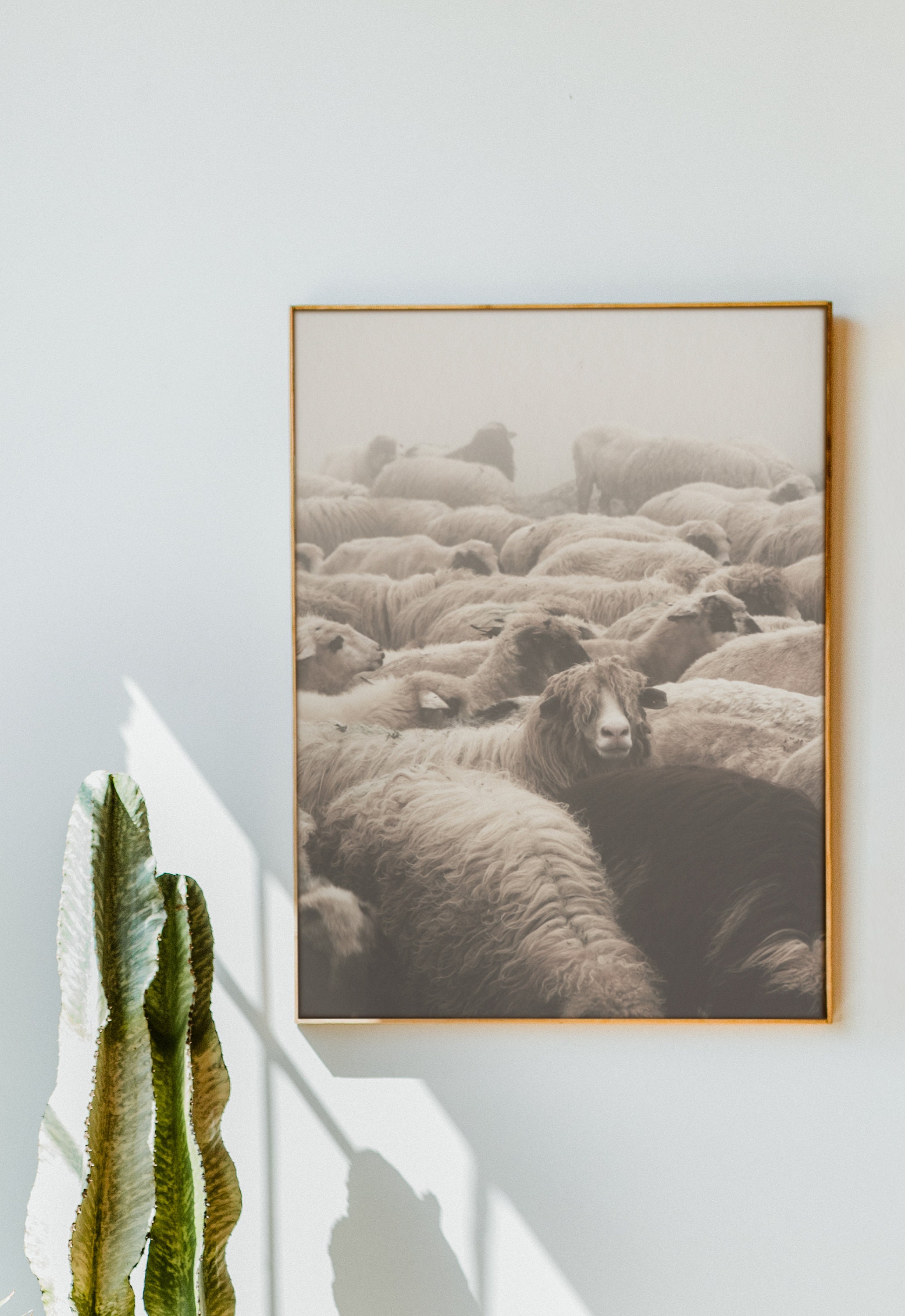 Sheep Wall Art Print Wildlife Photography Animal Photography Sheep ...
