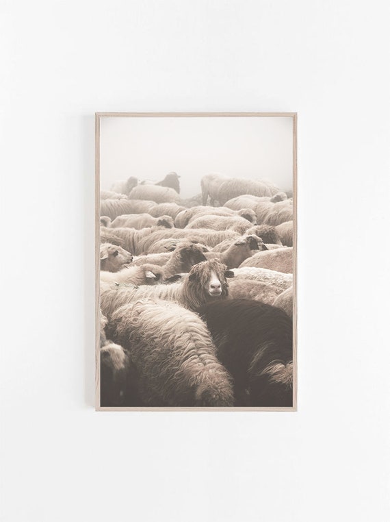 Sheep Wall Art Print Wildlife Photography Animal Photography | Etsy