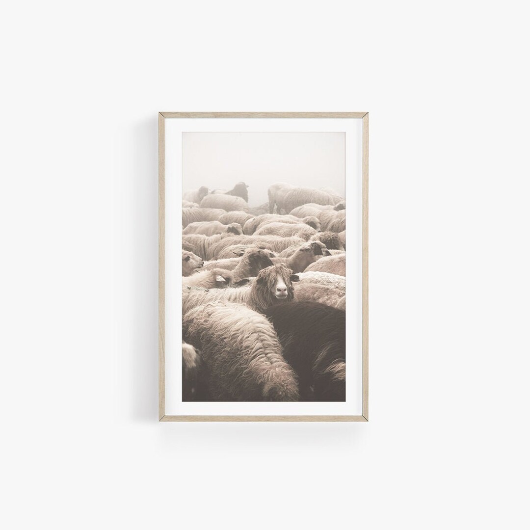 Sheep Wall Art Print Wildlife Photography Animal Photography Sheep ...