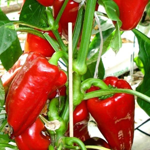 Are Shepherd Peppers Spicy