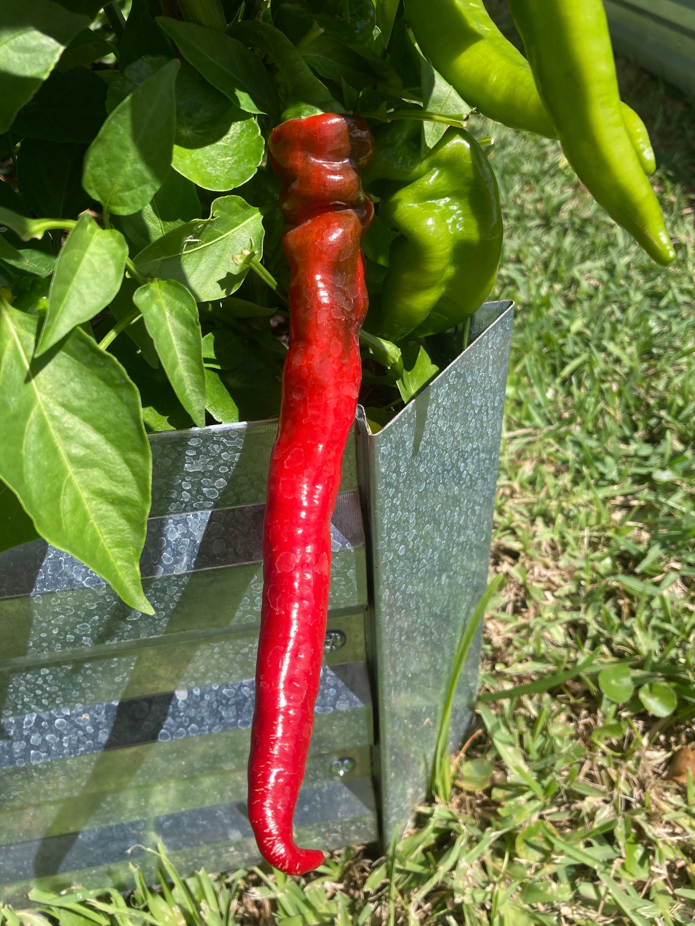 Jimmy Nardello Pepper Seeds - Sweet Italian Pepper Seeds - Sweet Pepper ...