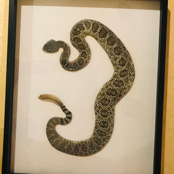 Rattlesnake Skin - Etsy