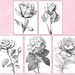 20 Grayscale Flower Coloring Pages, Grayscale Coloring Page, Flower ...