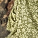 2 PACK Hawaiian Hau Flower Surface Pattern Digital Download - Etsy