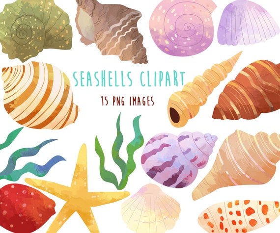 Watercolor Seashells Clipart Starfish Seashells Clipart Png | Etsy