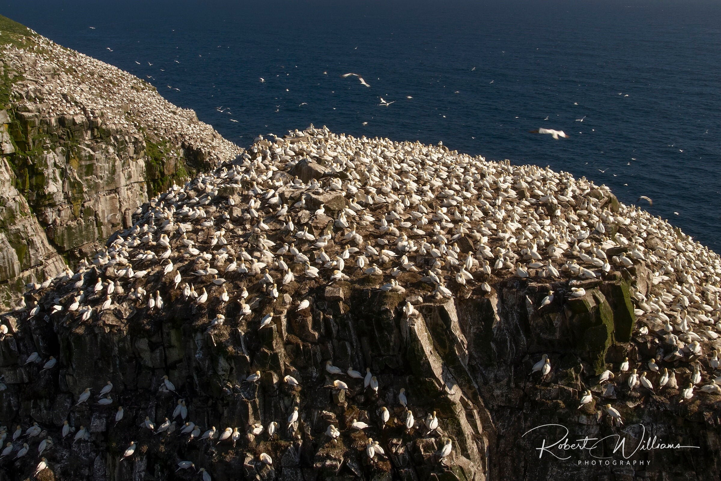 Bird Rock at Cape St. Mary's Ecological Reserve, Newfoundland - Etsy