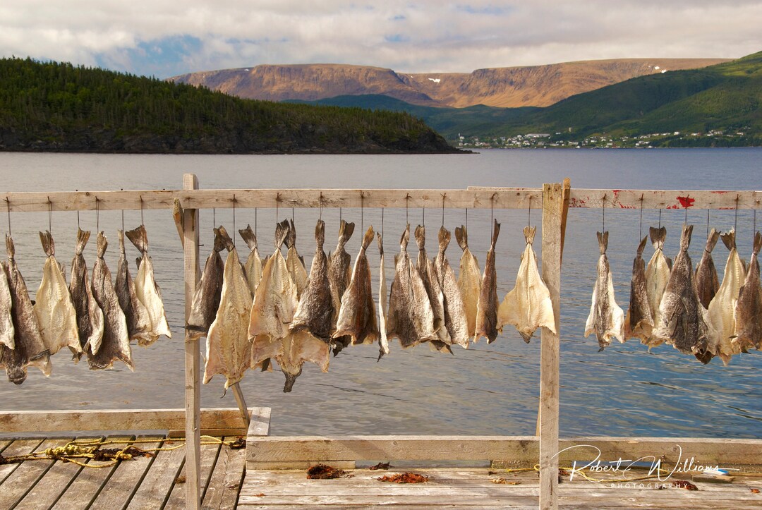 Digital Download: Drying Cod in Wild Cove, Gros Morne National Park ...