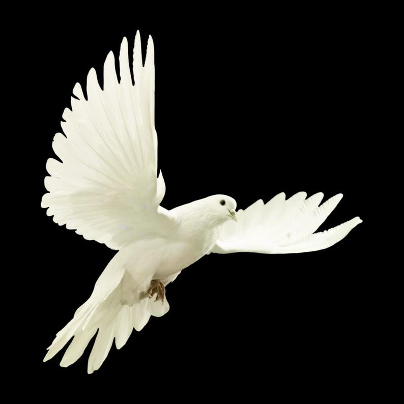 19 Pigeon Overlays PNG Realistic Flying Bird Overlays for Photography ...